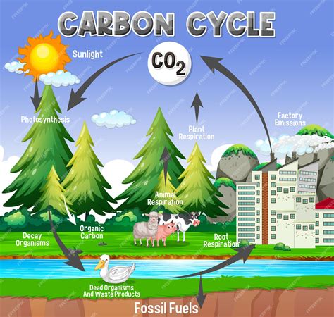 Carbon Cycle