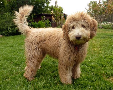 Labradoodle Doodle At Patrick Lauzon Blog