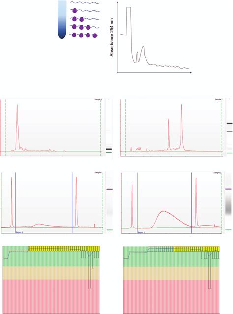 Polysome Profiling Followed By Rna Seq During Cardiomyogenic