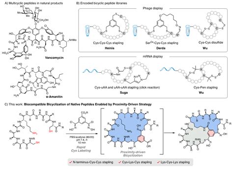 创新天然多肽双环化策略：拓展环肽药物开发与筛选新途径 X Mol资讯
