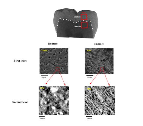 Multi Modal Microscopy