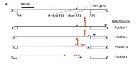 Intron Dna Sequences Can Be More Important Than