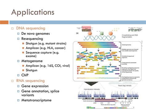 Ppt Next Generation Sequencing Of Microbial Genomes And Metagenomes Powerpoint Presentation