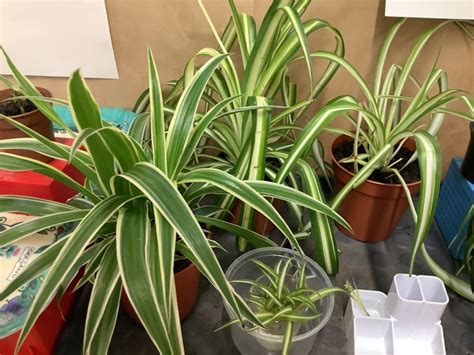 Science In Maple Class Plant Reproduction St Blaise Primary Babe