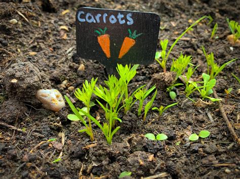 Carrot Plants