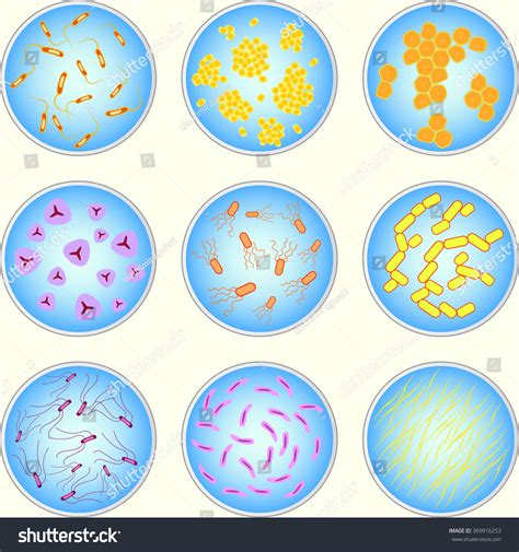Stylized Image Different Types Bacteria Under Stock Vector Royalty