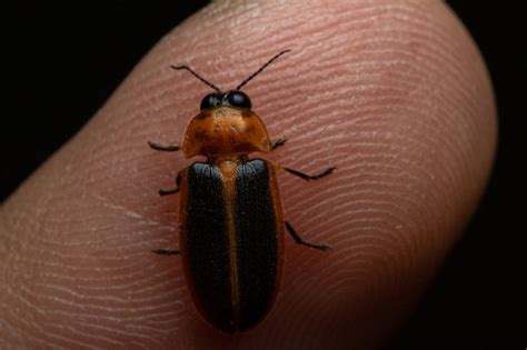 How To Attract Lightning Bugs Or Fireflies To Your Yard