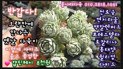 이렇게 풍성한 캡틴헤이 💕먼로금 연지라울 포래스텔라 로잘리나 홍태양 윌리엄 다비드 예뻐요 꽃나래다육 01028181441 Youtube