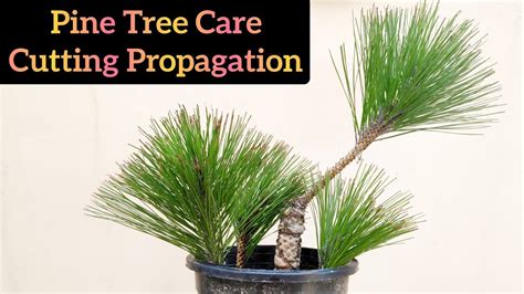 Pine Tree Grow From Cutting At Walter Graves Blog