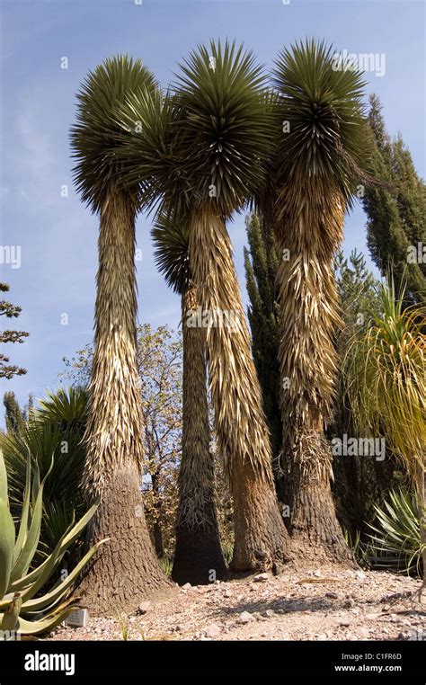Yuccas De Palmiers Banque De Photographies Et Dimages à Haute