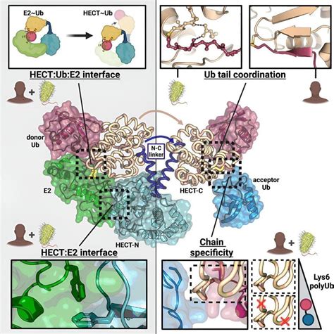 Scientists Discover How Bacteria Build Protein Signals In Cells During Infection Lifeboat News