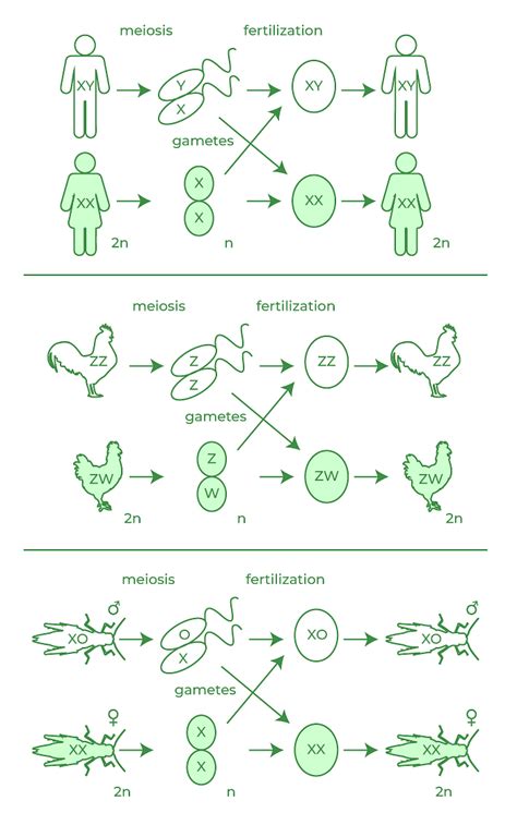 Sex Determination And Mutation Biology Class 12 Neet Pdf Download Sex Determination And Mutation Biology Class 12 Neet Pdf Download