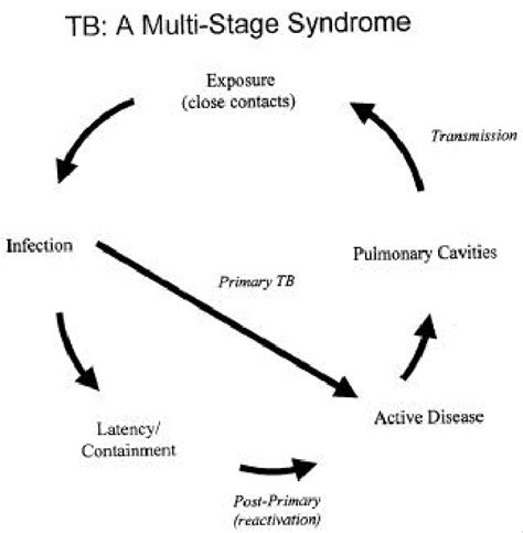 Tuberculosis Transmission Cycle