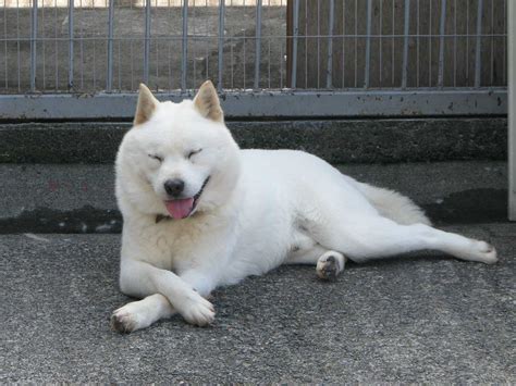 アイヌ犬北海道犬セタシタ 動物図鑑 動物写真のホームページ