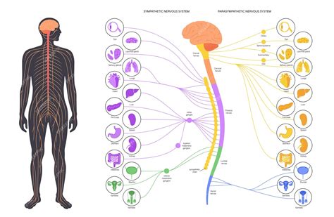 Premium Vector Autonomic Nervous System