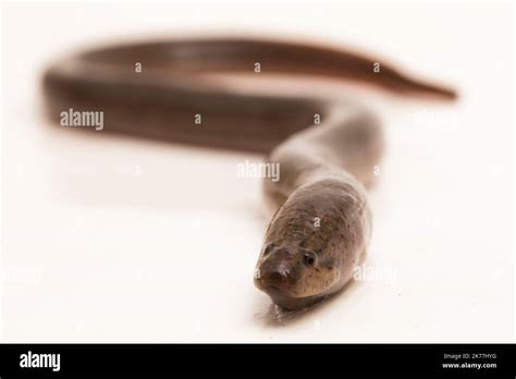 Asian Swamp Eel Monopterus Albus Isolated On White Background Stock