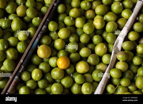 Many Green And Ripe Umbus Stock Photo Alamy