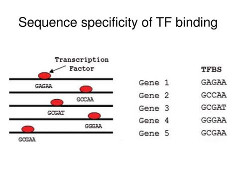 Ppt Transcription Factor Binding Motifs Part I Powerpoint