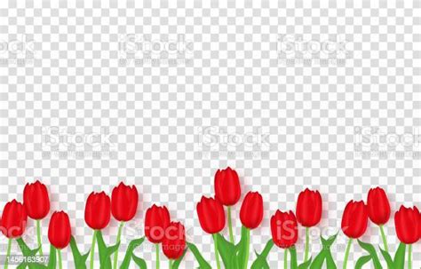 벡터 현실적인 튤립입니다 빨간 튤립 튤립과 축제 배너입니다 꽃 식물 3 월 8 일 세계 여성의 날 튤립 0명에 대한 스톡 벡터 아트 및 기타 이미지 Istock