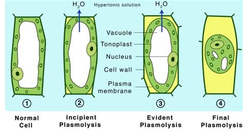 Plasmolysis In A Cell Examples Importance And Types