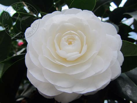 茶花白玉丹 白赤丹茶花 茶花白雪塔 大山谷图库