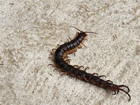 Chilopoda Are Flat Bodied Segmented Leggy Invertebrates Stock Image Image Of Deadly Body