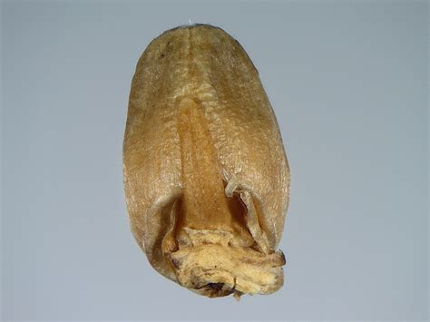 Wheat Grading Factors