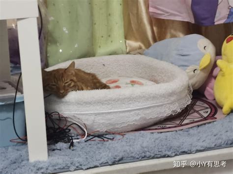 关于猫的二三事 知乎