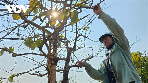 Cà Phê đỉnh Giá Nắng Hạn đỉnh điểm