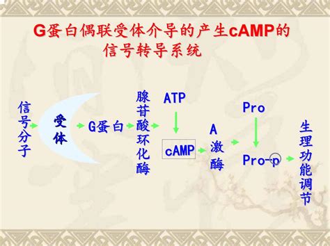 G Atp Camp A Pro P