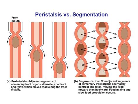 Ppt Digestive System Powerpoint Presentation Free Download Id 1556634
