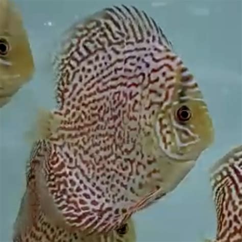 Red Ruby Maze Leopard 12 13cm Bo Image 2