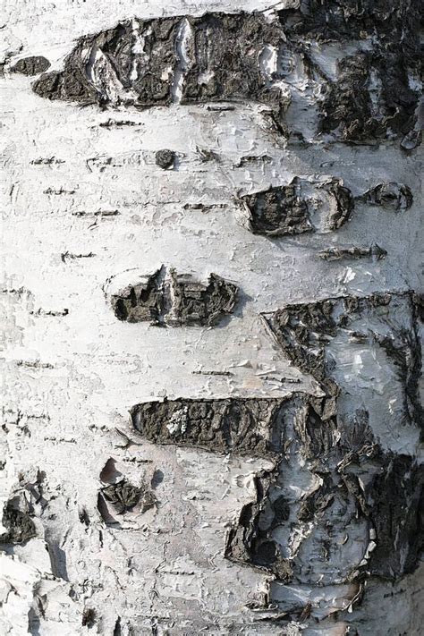 Birch Cortex Textured Abstract Surface Photo Background And Picture For Free Download Pngtree
