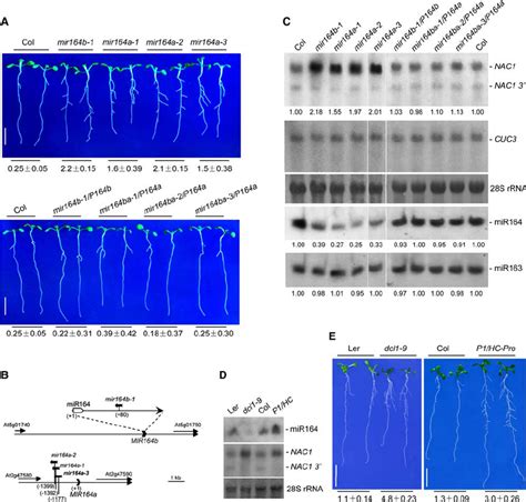 Rna Gel Blot Analysis And Root Phenotypes Of Mir164a And Mir164b