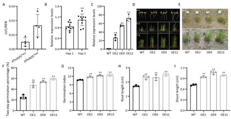 水稻种子活力研究获新进展—论文—科学网