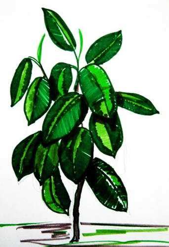 Как нарисовать комнатное растение поэтапно детям Тема недели «Комнатные растения Рисование с