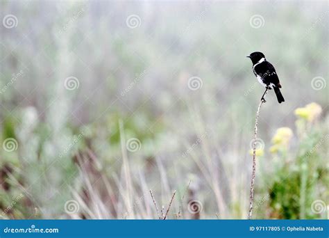 Robin On A Branch Stock Image Image Of Robin Pied Africa 97117805