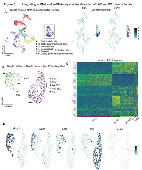 Integrating ScRNA And SnRNA Seq Enables Detection Of Outer And Inner Download Scientific