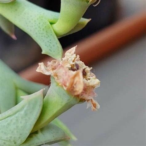 Smicrostigma Viride Plant Care And How To Grow Water