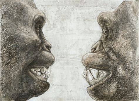 Australopithecus And Chimpanzee Teeth Stock Image C011 0665 Science Photo Library