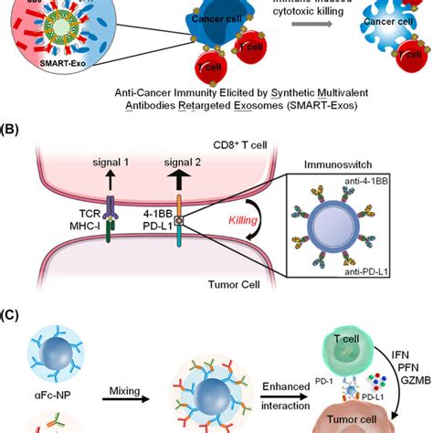 Nanoparticles For Car T Cell Engineering A Poly β Amino Ester Download Scientific Diagram