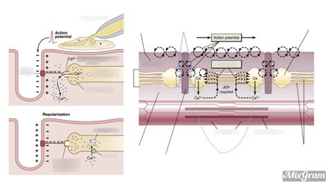 Exam 3 Skeletal Muscle Action Potential Diagrams Diagram Quizlet
