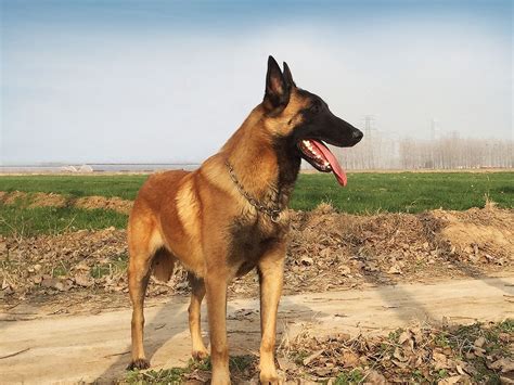 马犬听话吗好不好养 马犬为什么不能拴养 马犬适合家养吗 大山谷图库