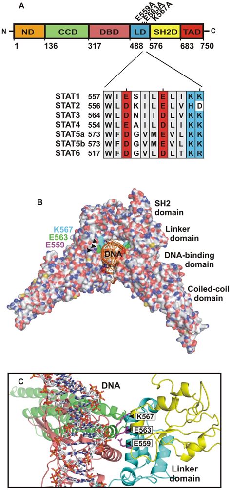 A Modular Domain Structure Of Stat1 And Sequence Alignment Of The Download Scientific Diagram