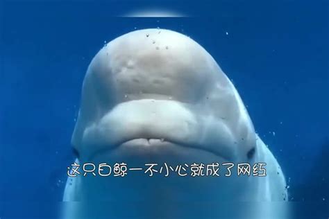 这只白鲸成精了能听懂人说话还知道点头摇头 白鲸