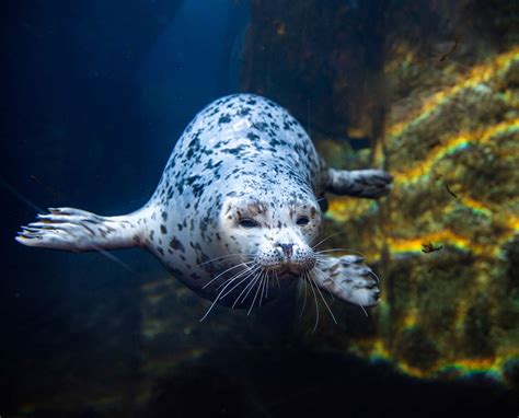 Alaska Sealife Center Seward Alaska Alaskaorg