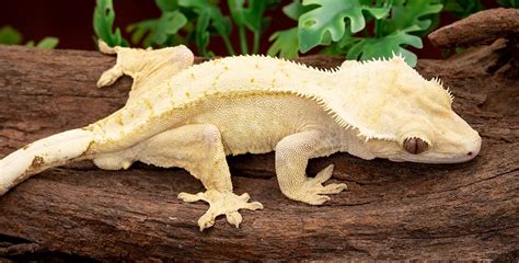 Crested Gecko Morph Guide 20 Types Of Crested Gecko Morphs 2025 Pet
