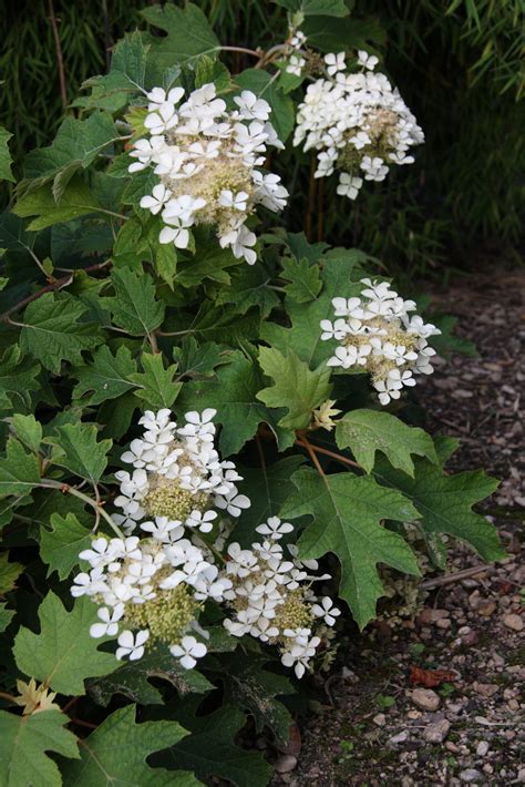 Hydrangea Quercifolia ‘pee Wee Pan Global Plants
