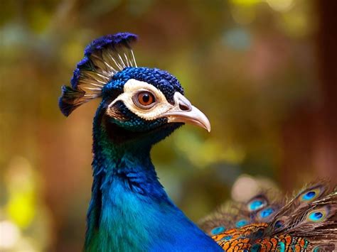 Las Majestuosas Plumas De Pavos Reales De Colores Vibrantes Muestran La
