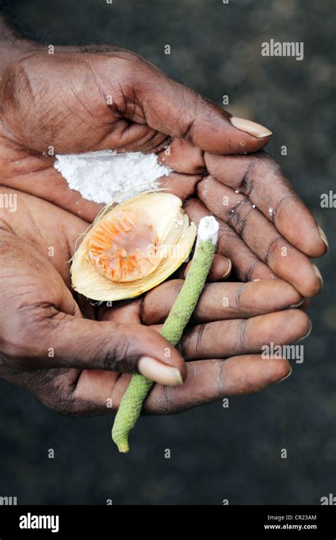 Hand Holding Betel Nut Areca Nut Nut Is Chewed With Lime And A Stem